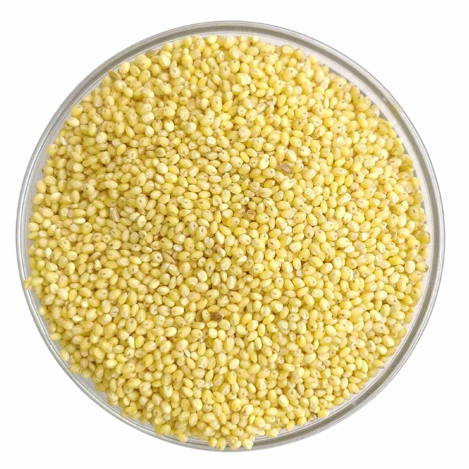 Proso Millet – Raya Exim LLP